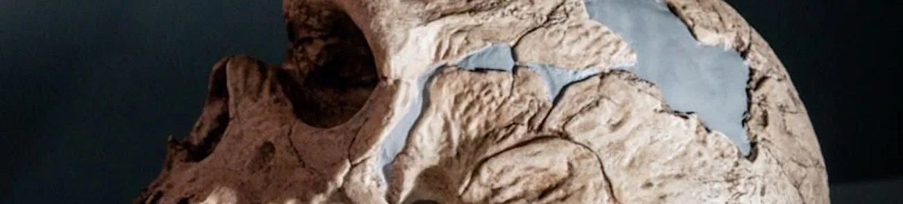 Human cannibalism: the calorific significance of human cannibalism in ...